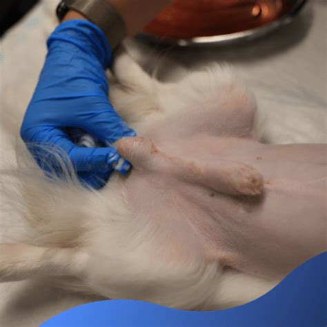 Cryptorchidism Dog