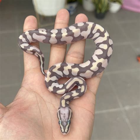 jual ball python scaleless ular tanla sisik kab tangerang