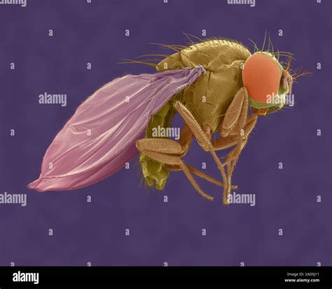 Coloured Scanning Electron Micrograph Sem Of Fruit Fly Drosophila Sp
