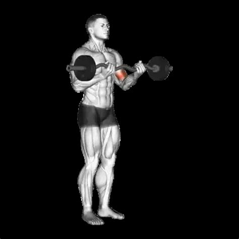 Machine Bicep Curl Guide Muscles Worked Tips Athlemove