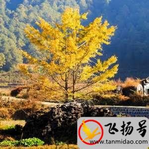 腾冲好玩的地方有哪些腾冲旅游攻略必去景点推荐 飞扬号