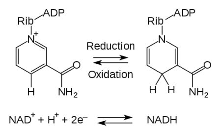 Reduction And Oxidation Of The Coenzyme NAD Egaceutical Corporation