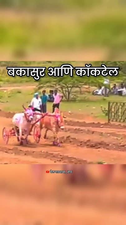 बकासुर And कॉकटेल । गट पास ।फुरसुंगी मैदान Sharyat हिंदकेसरी बैलगाडा