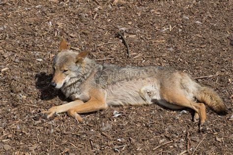Canislupus