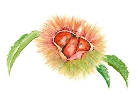 Yoshiko Taaktsuka Watercolor