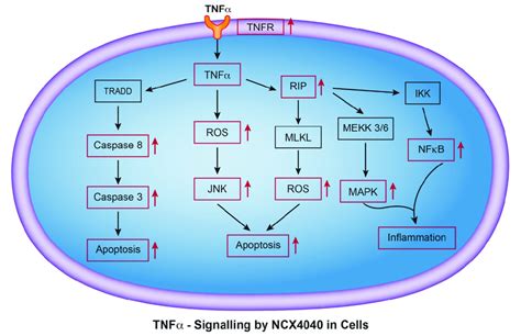 TNFα signaling inflammation and cell induced by NCX in Download Scientific Diagram