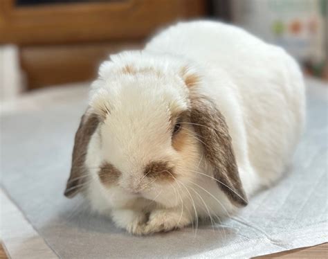 三つ指ついて うちのこうっちー
