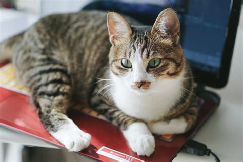 【sql Server】case 使い方