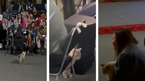 Zeus El Gato Que Logró Colarse A La Mañanera