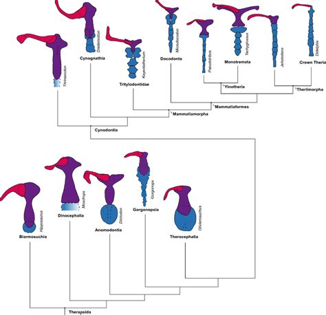 Schematic Representation After Luo Et Al¹⁰ Of The Evolution Of The Download Scientific Diagram