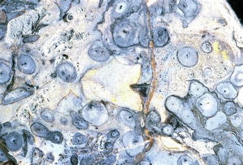 Fossil Plant Stems Photograph By Sinclair Stammersscience Photo