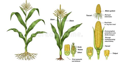 Illustration Of A Maize Plant Zea Mays Showing Detailed Botanical Parts The Stock