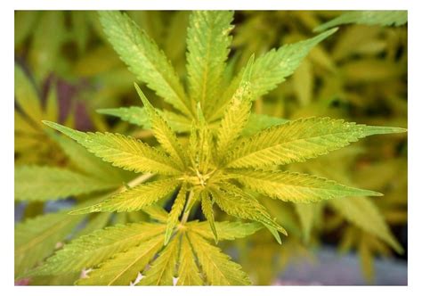 Hojas Amarillas En El Cannabis Mr Hide Seeds®