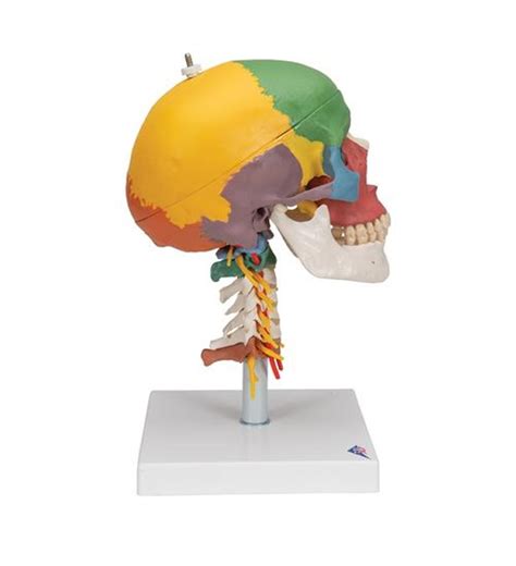Model De Craniu Uman Didactic Pe Coloana Vertebrală Cervicală 4 Parte
