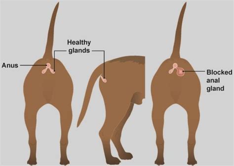 The Importance Of Anal Gland Expressions What It Is And Why Its