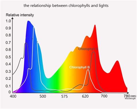 How Does Red Light Affect Photosynthesis At Tim Malcolm Blog