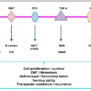 Overview Of Molecular Signaling Pathways Governing Emt And Cscs