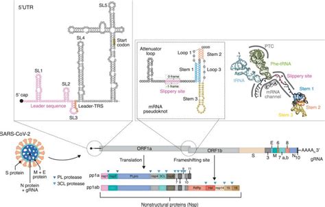 Evangelos D Karousis On Linkedin Our Review On How Coronaviruses