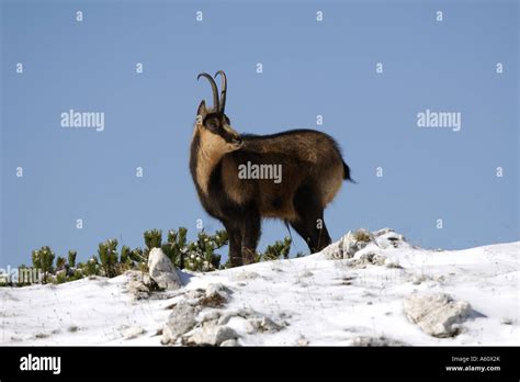 Abruzzi Chamois Abruzzo Chamois Rupicapra Rupicapra Ornata In Snow
