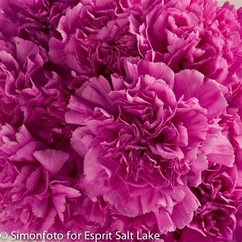 Dark Lavender Carnation Flower Arrangement