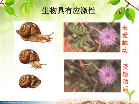 2 1 生物与非生物 第二课时 下载 生物学 21世纪教育网