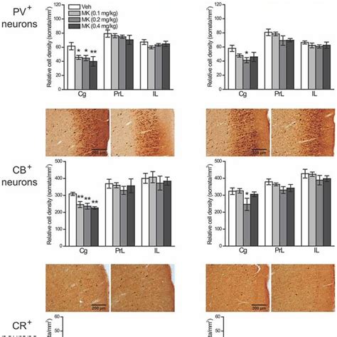 Schematic Of Three Subregions Of Rat Medial Prefrontal Cortex Mpfc Download Scientific