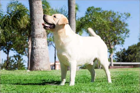 Criadero De Labradores Javer Keleb Labradors