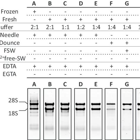 Overview Of The Polysome Profiling Protocol To Analyze Translation