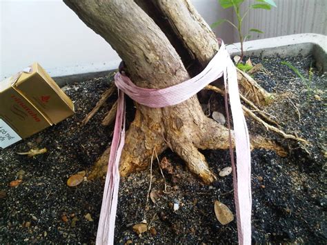 Blue Bell Twin Trunk First Styling Page 2