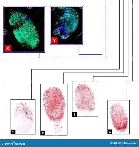 Fingerprints Comparison Stock Illustration Illustration Of Individuality 5378503