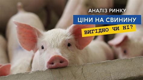 Ціна на свинину свинарство все ще вигідно Аналіз українського та