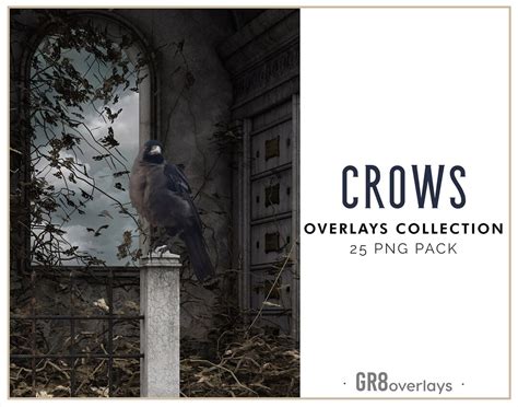 Crows Overlays Png Crow Photoshop Overlays Photoshop Overlay Crow