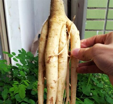 天啊辣木籽真有那麼高的營養價值嗎 每日頭條