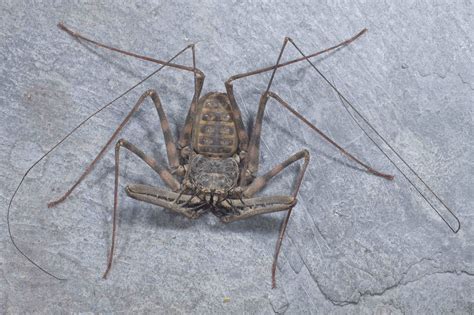 Catageus Sp Khanom From Skorpionzucht Stockmann Facebook