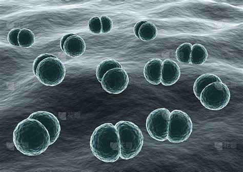 肺炎链球菌致病菌显微镜观察