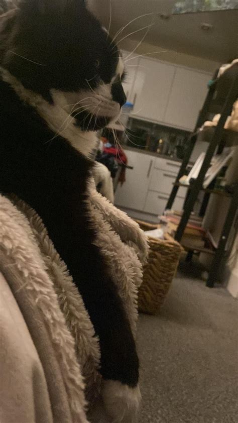 Why does he sit like this?? : r/cats