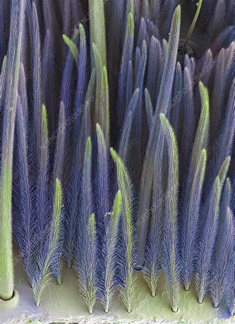 Tarantula Hair Sem Stock Image F043 3948 Science Photo Library