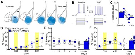 Inhibition Of Pyramidal Neurons In The Basal Amygdala Promotes Fear