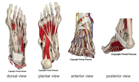 Diabetes And Foot Care Foot Deformities Gluxus Health Comfortaid