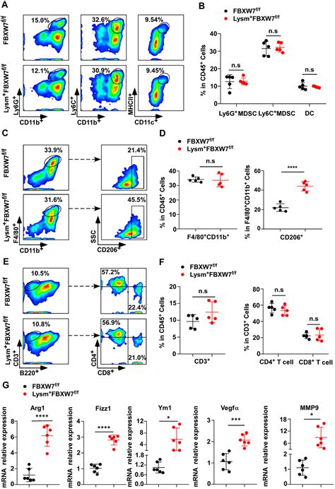 E3 Ligase FBXW7 Restricts M2 Like Tumor Associated Macrophage