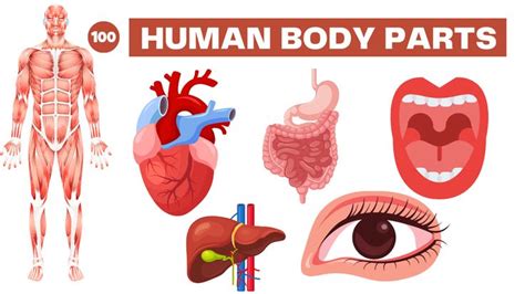 100 Human Body Parts Names In English