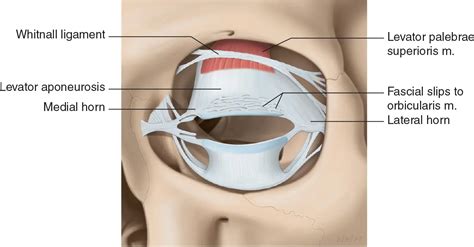 Suspensory Ligament Of Lockwood