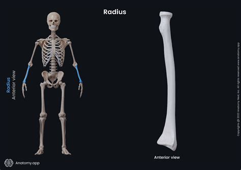 Radius Anatomyapp