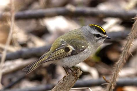 11 Birds That Build Beautiful Hanging Nests With Photos Bird Nature