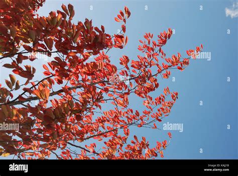 Tree In Autumn Colours Stock Photo Alamy