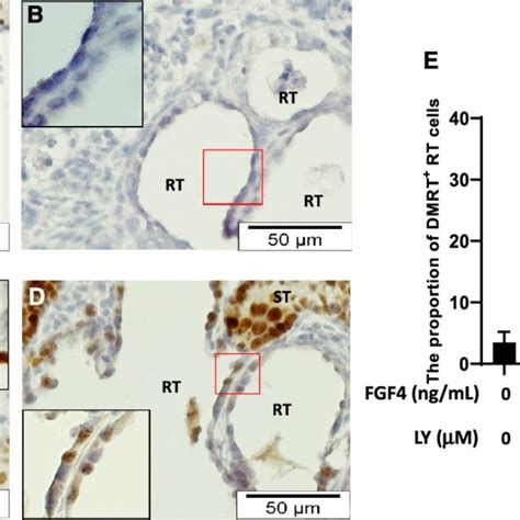 Effects Of Fgf4 And Fgf Receptor Inhibitor On Dmrt1 Expression In Rt