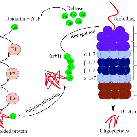Comparison Between 26s Proteasomes And Clp Protease Download Scientific Diagram