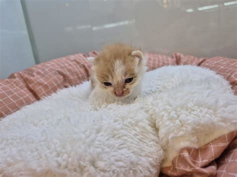 코리안숏헤어 새벽아침계란이 말티즈크기 말티푸크기 푸들크기 먼치킨크기 랙돌크기 브리티쉬숏헤어크기 스코티쉬폴드크기 러시안블루크기 강아지크기 고양이크기 유기견임시보호