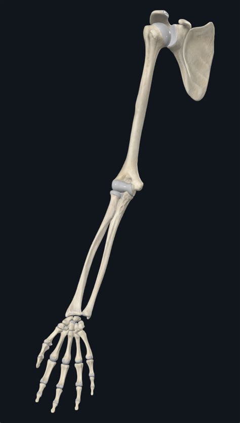 Lp2 2 Diagram Quizlet