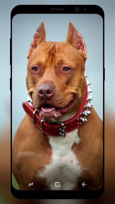 Pitbull Wallpaper Hd Apk For Android Download